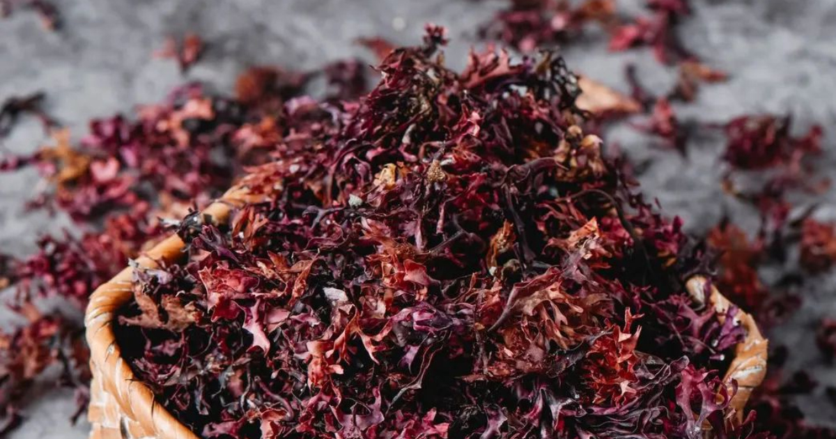 Morska mahovina: čudesna superhrana - WANNABE MAGAZINE